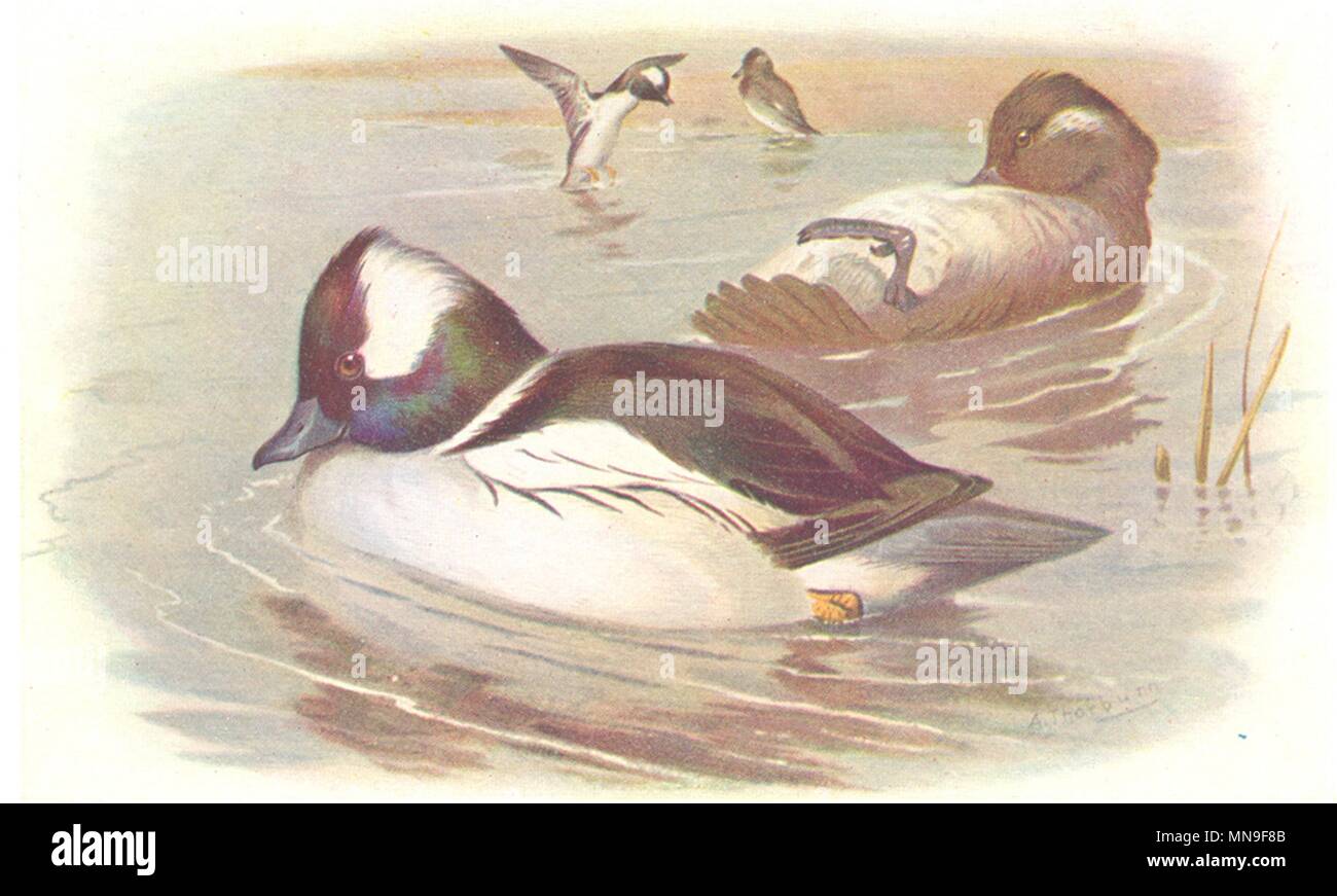 BRITISH BIRDS. Buffel-headed Ducks. THORBURN 1925 old vintage print ...