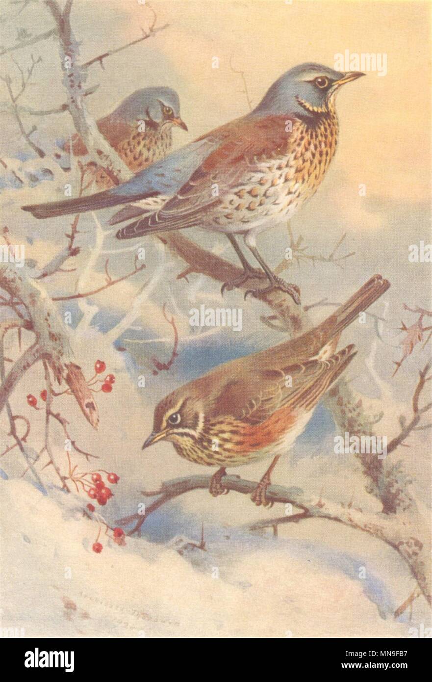 BRITISH BIRDS. Fieldfare Redwing. THORBURN 1925 old vintage print ...