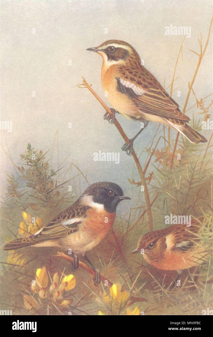 BRITISH BIRDS. Whinchat; Stonechat (male and female) . THORBURN 1925 ...