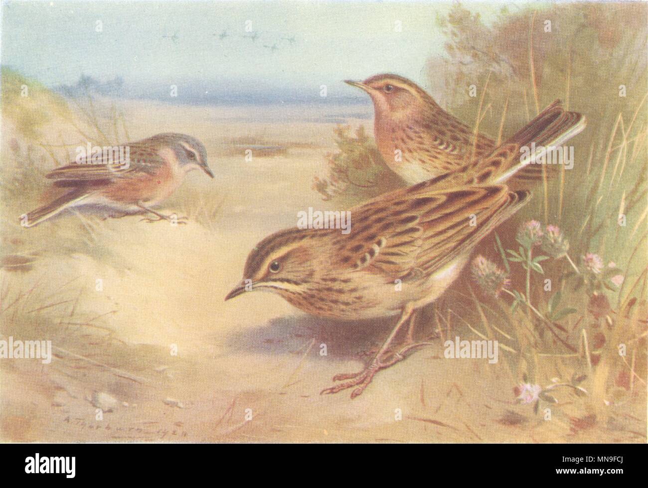 BRITISH BIRDS. Alpine Water-Pipit; Richard's; Red-Throated. THORBURN ...