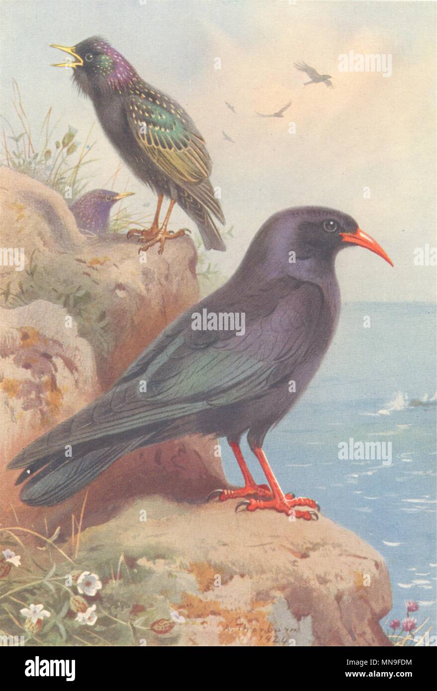 BRITISH BIRDS. Starling; Chough. THORBURN 1925 old vintage print ...