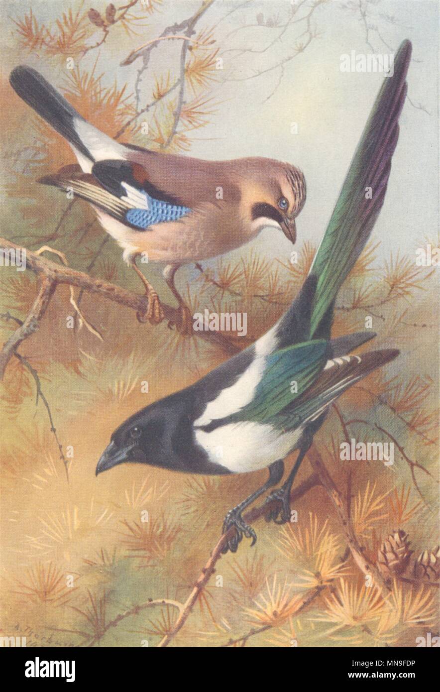 BRITISH BIRDS. Jay; Magpie. THORBURN 1925 old vintage print picture ...
