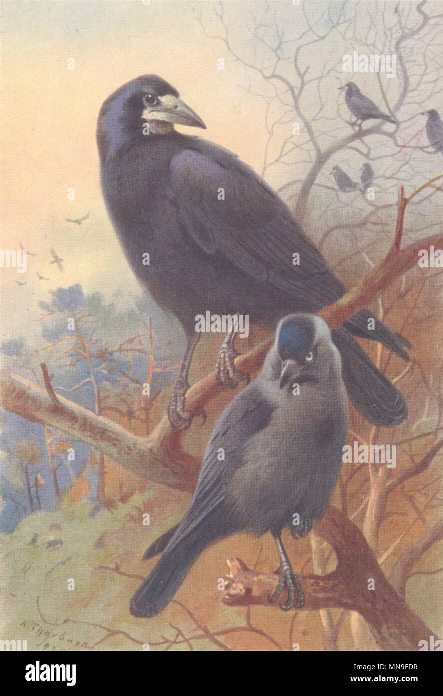 BRITISH BIRDS. Rook; Jackdaw. THORBURN 1925 old vintage print picture ...