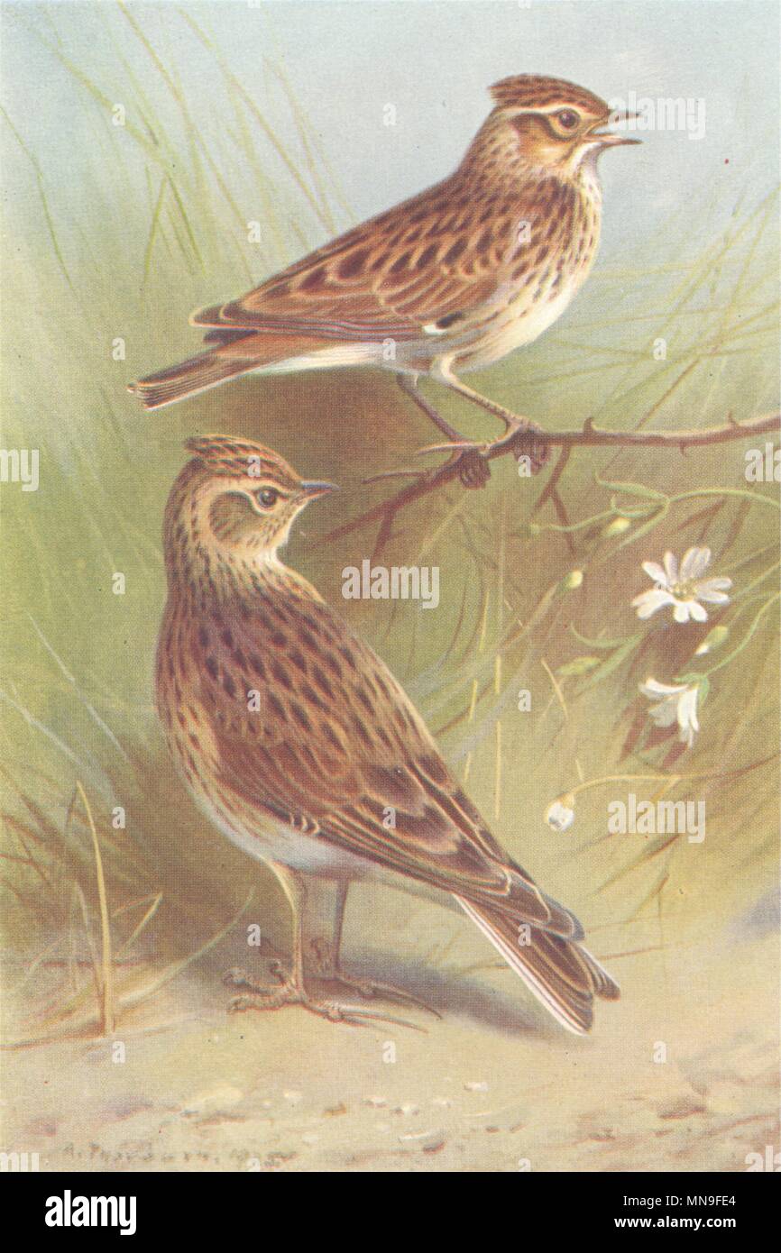 BRITISH BIRDS. Wood-Lark; Sky-Lark. THORBURN 1925 old vintage print ...