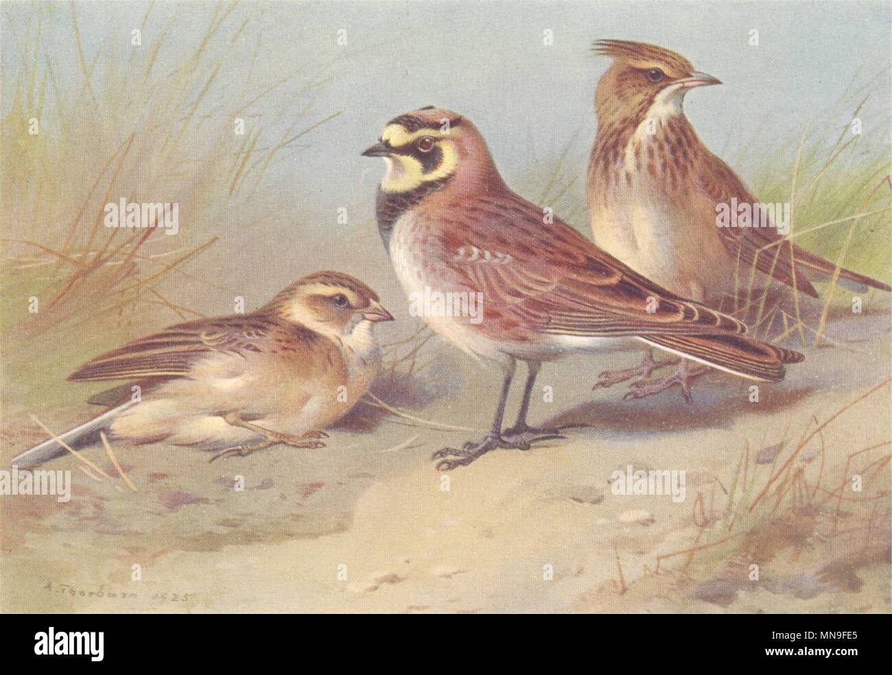 British crested birds hi-res stock photography and images - Alamy