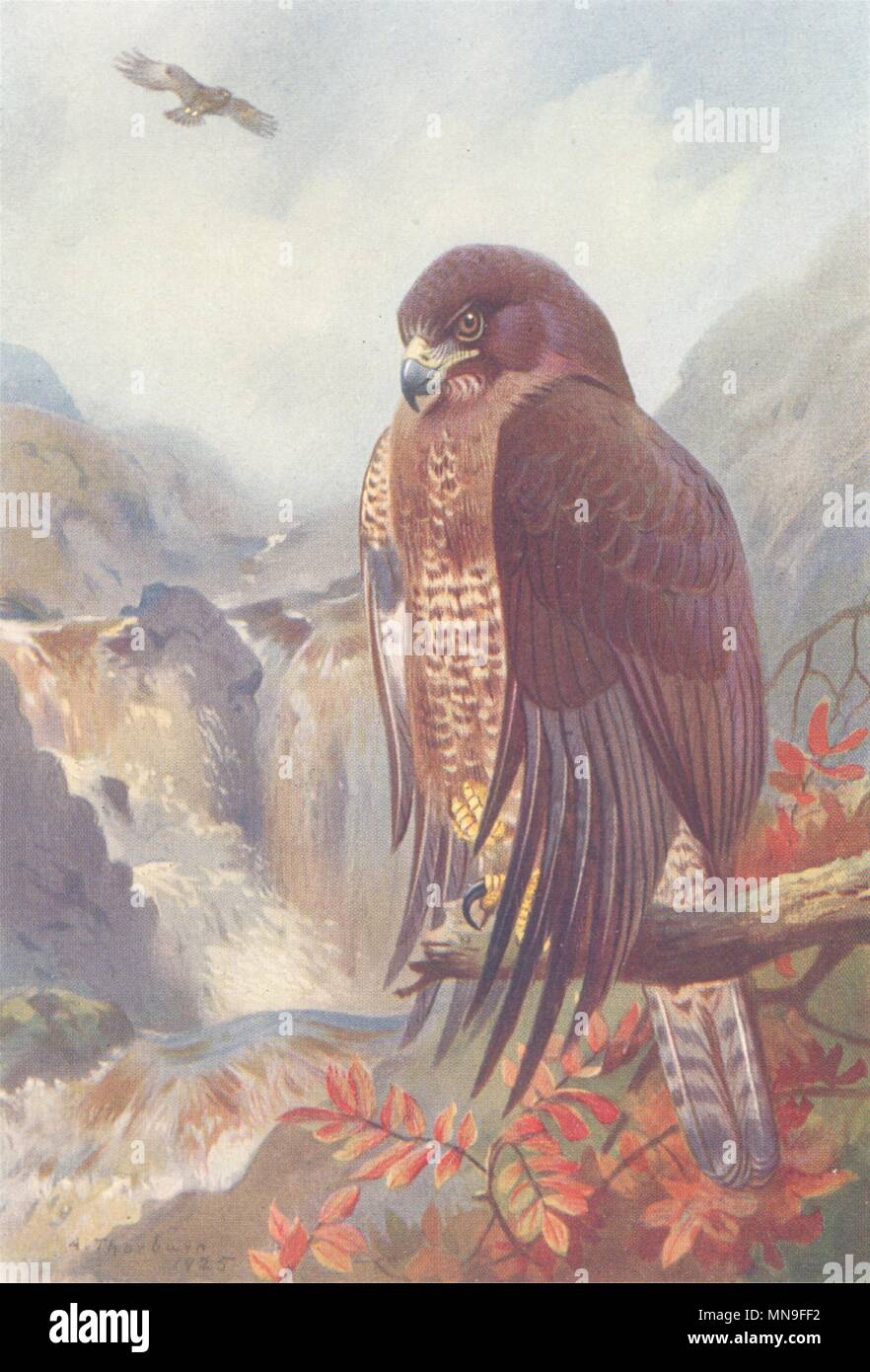 Digital Prints Prints Vintage Common Buzzard Print etna.com.pe