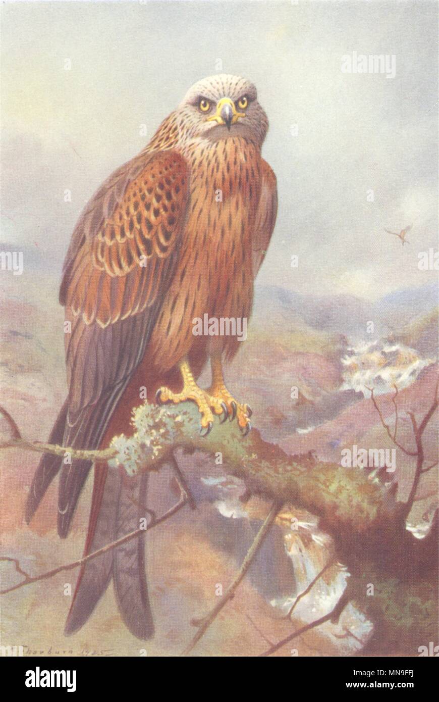 BRITISH BIRDS. Kite. THORBURN 1925 old vintage print picture Stock ...