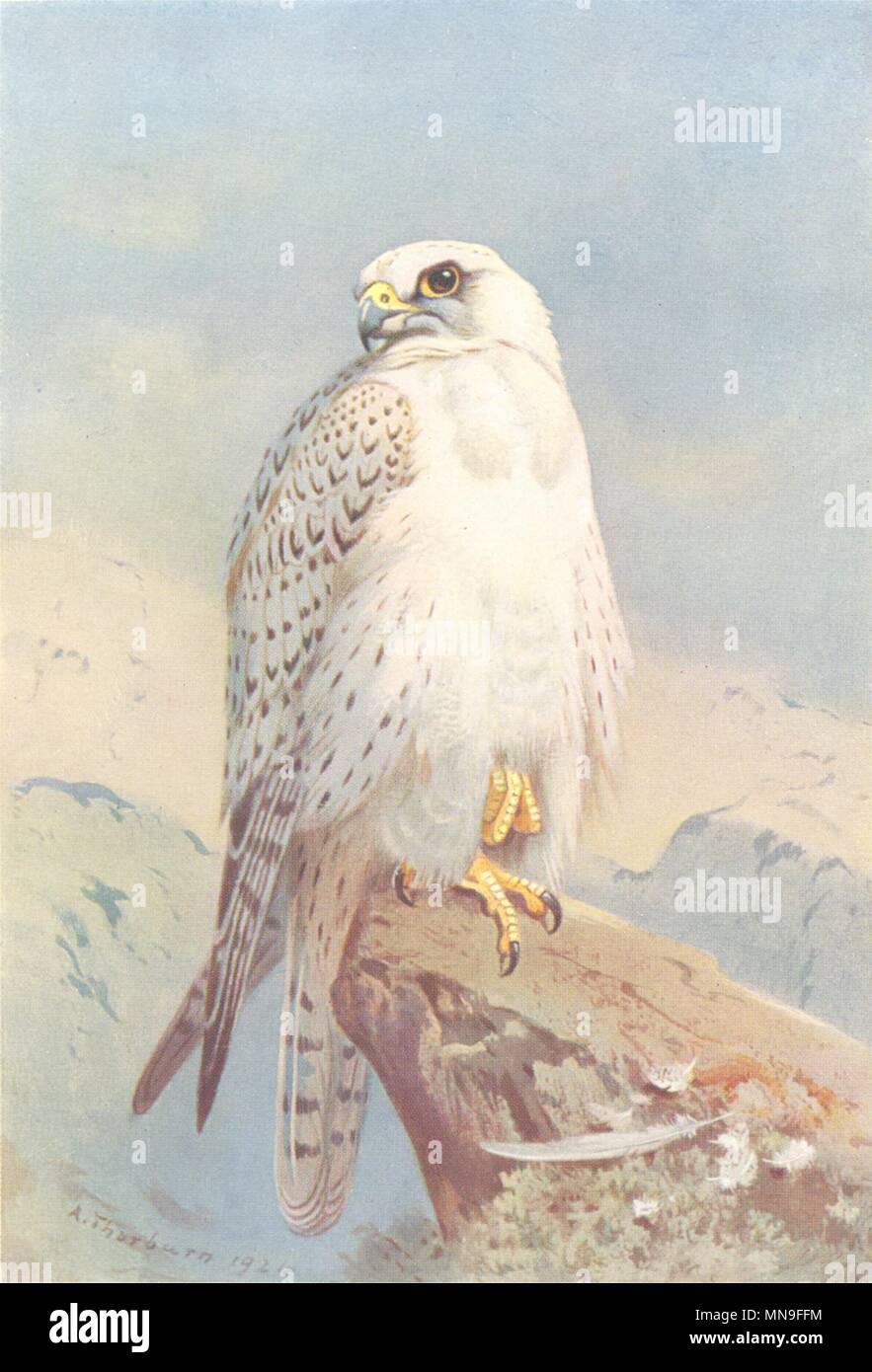 BRITISH BIRDS. Greenland Falcon. THORBURN 1925 old vintage print ...