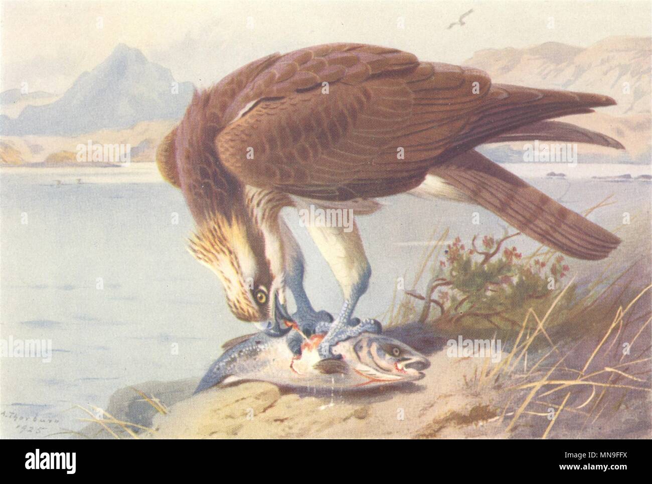 BRITISH BIRDS. Osprey. THORBURN 1925 old vintage print picture Stock ...