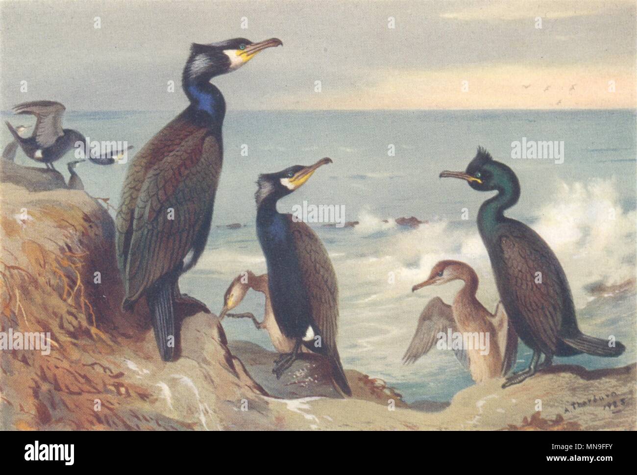 Lesser cormorant hi-res stock photography and images - Alamy