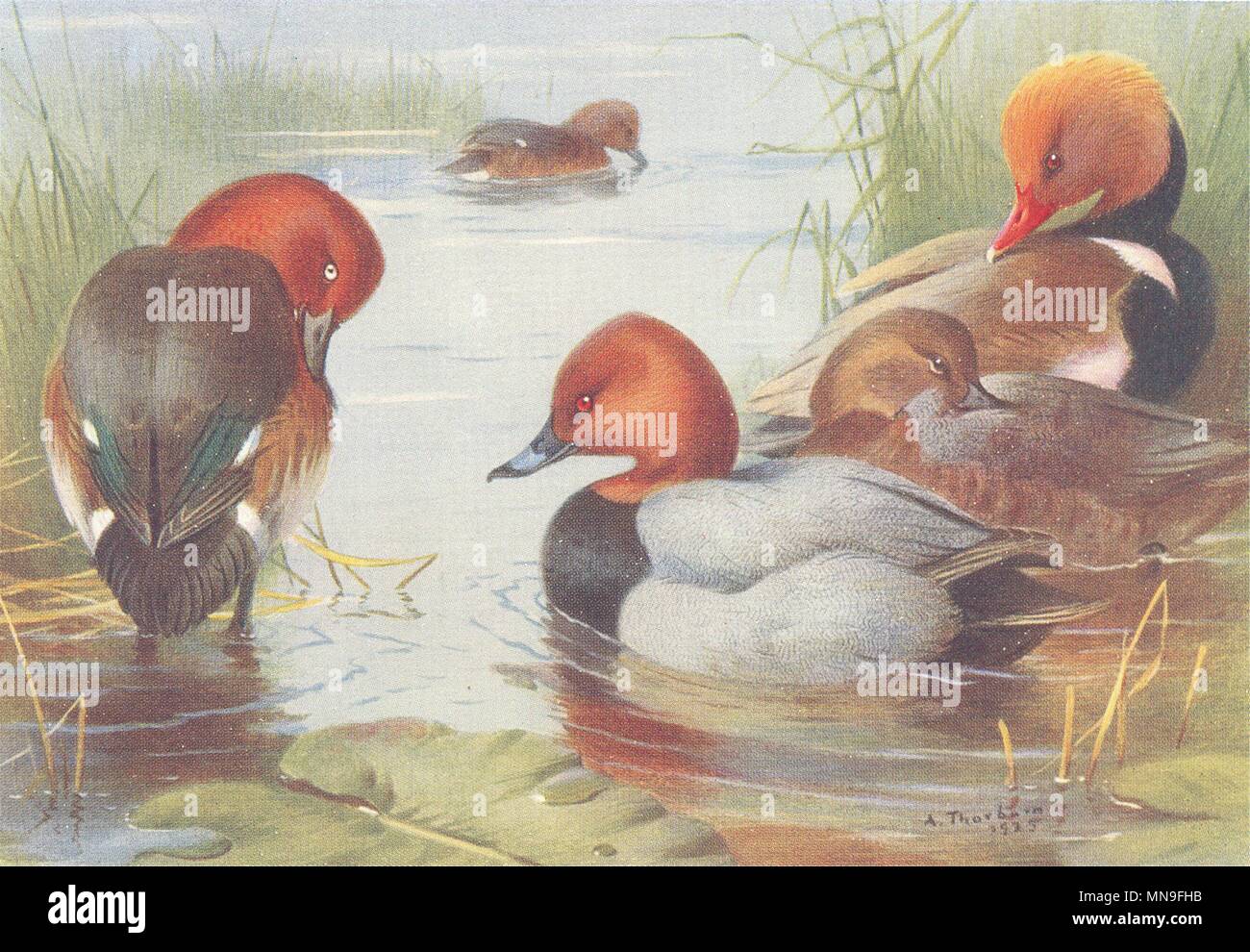 British Crested Birds High Resolution Stock Photography and Images - Alamy