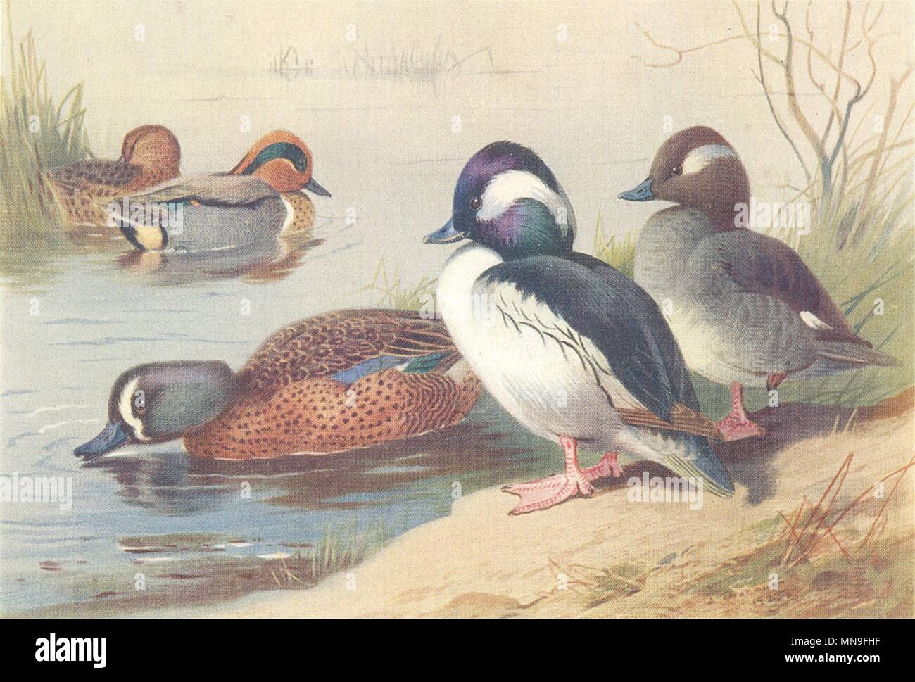 BRITISH BIRDS.American Green-Winged Teal;Blue-;Buffel-Headed Duck ...