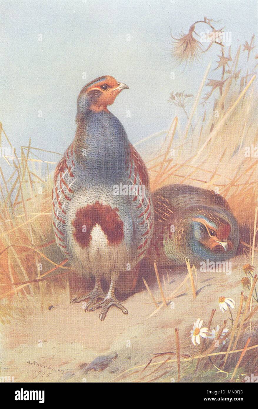 BRITISH BIRDS. Common Partridge (male and female) . THORBURN 1926 old ...