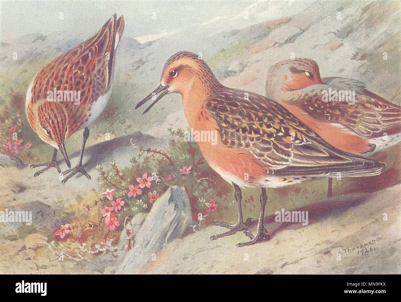BRITISH BIRDS. Sanderling (summer) ; Knot (summer) . THORBURN 1926 old ...