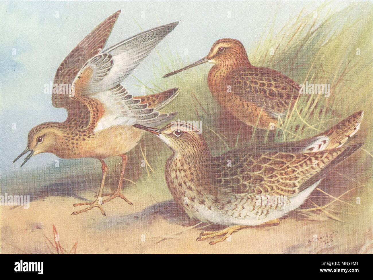 BRITISH BIRDS. Buff-Breasted Sandpiper; Red-Snipe Bartram's. THORBURN ...