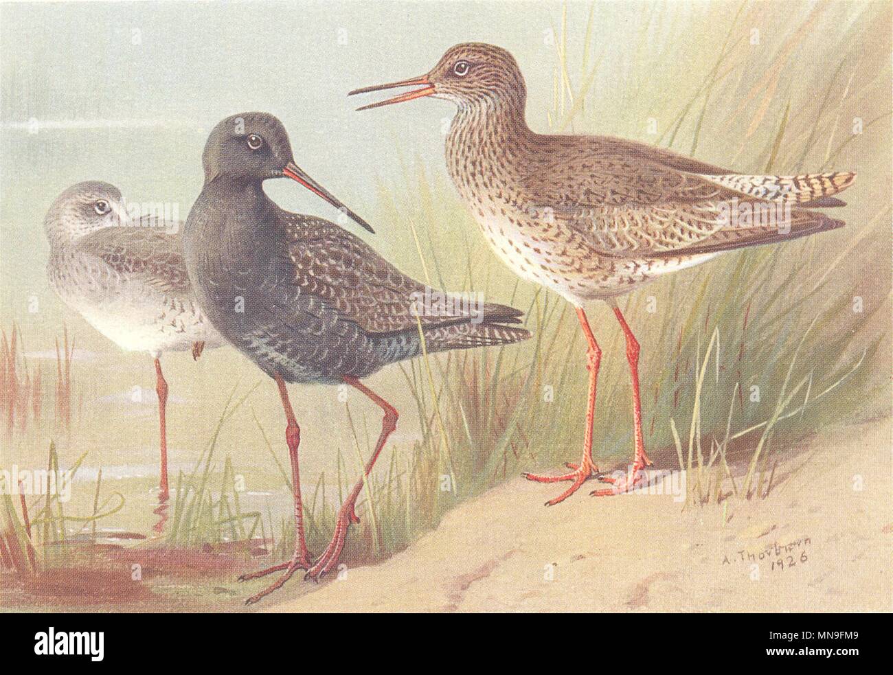 BRITISH BIRDS. Spotted Redshank and; Common Redshank. THORBURN 1926 old ...