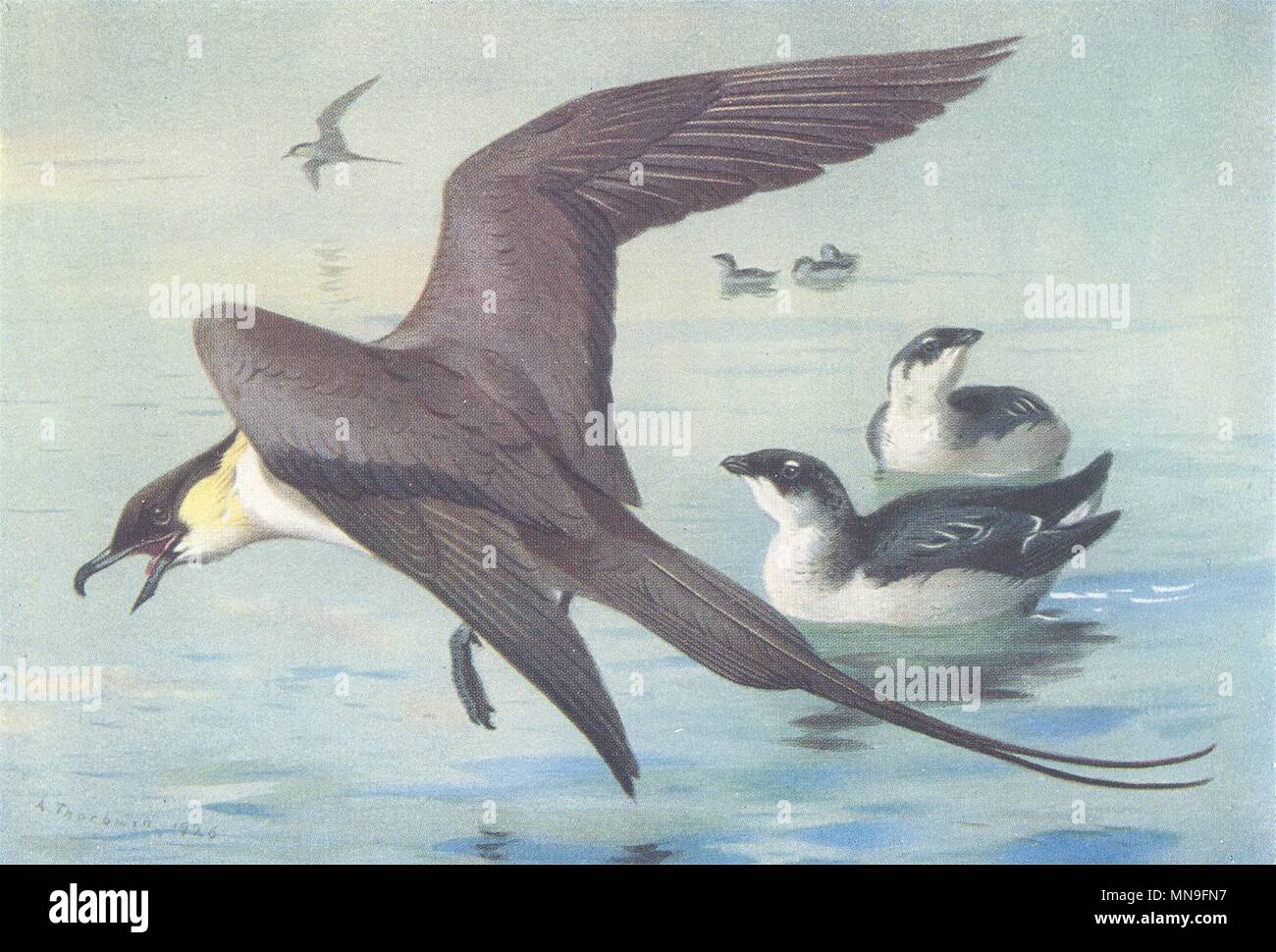 BRITISH BIRDS. Long-Tailed Skua; Little Auk (winter) . THORBURN 1926 ...