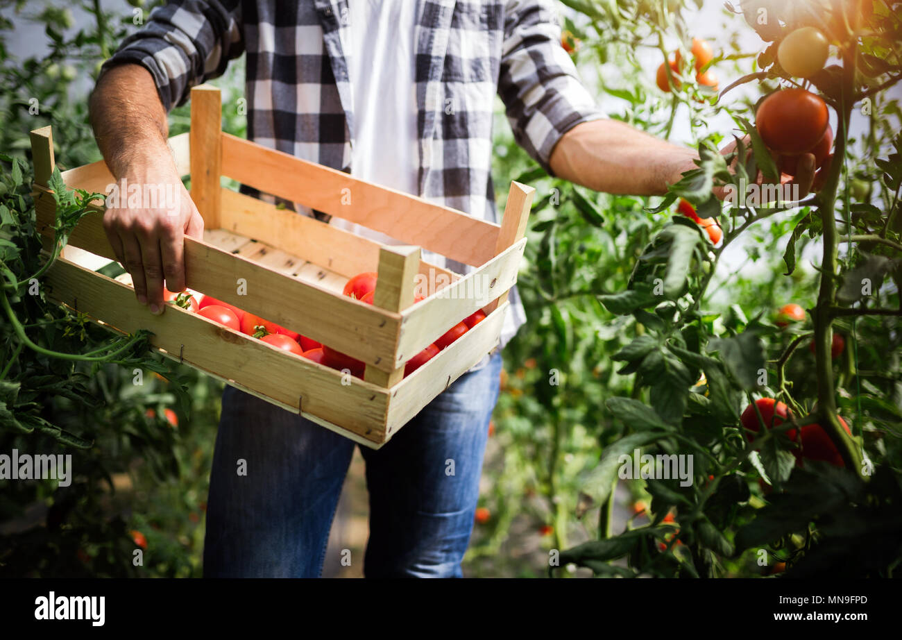 Friendly farmer at work in greenhouse Stock Photo - Alamy