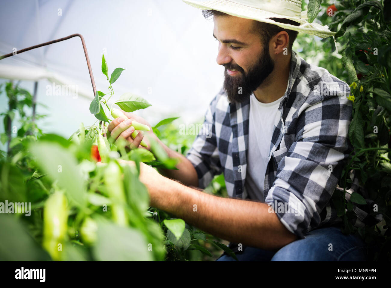 Worker harvest vegetable hi-res stock photography and images - Alamy