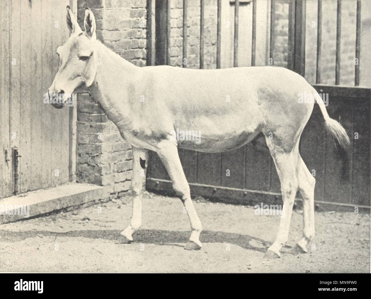 Donkeys illustration hi-res stock photography and images - Alamy