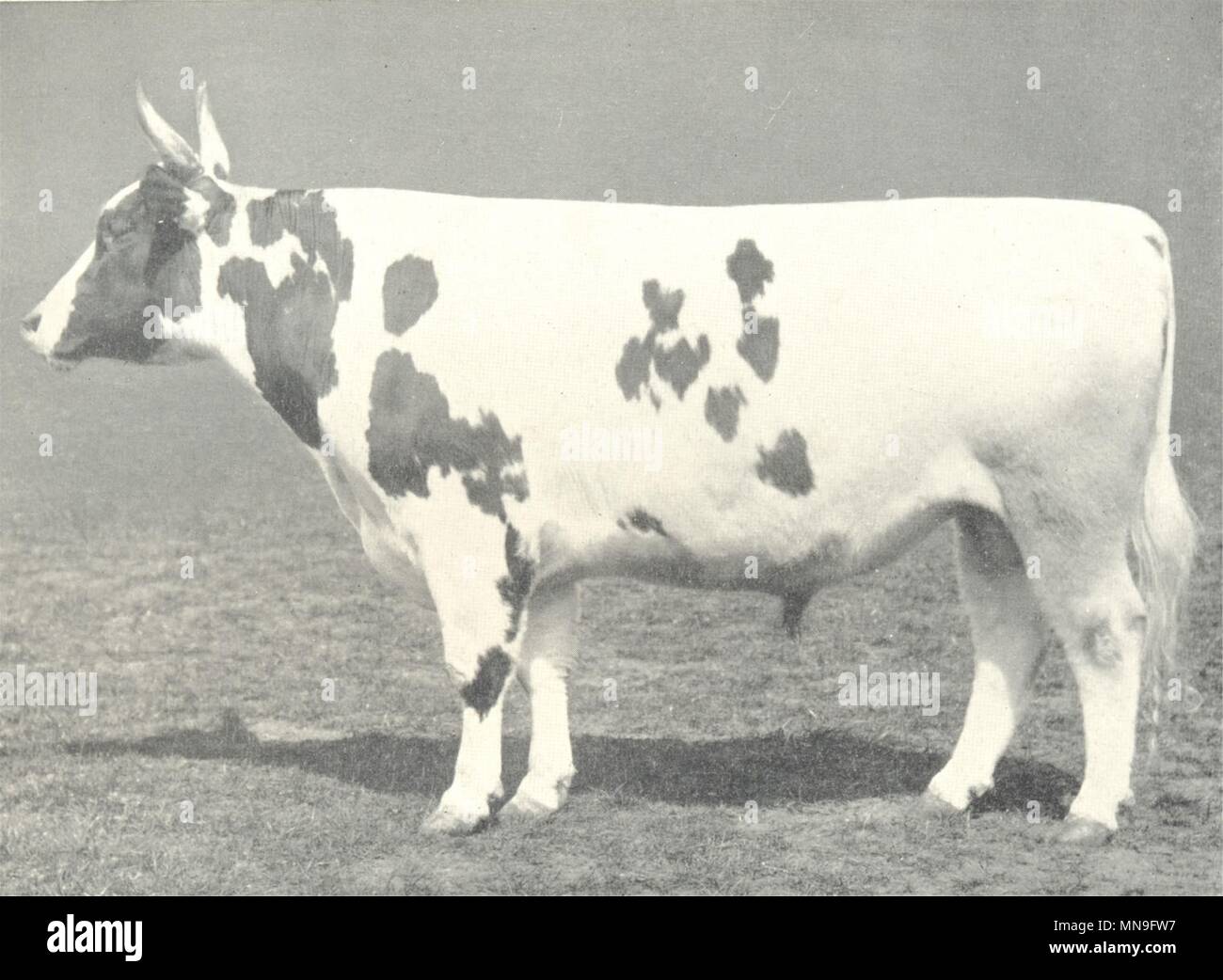 AYRSHIRE BULL. "Spicy Sam" Champion Male, H&AS shows, 1906 and 1907 ...