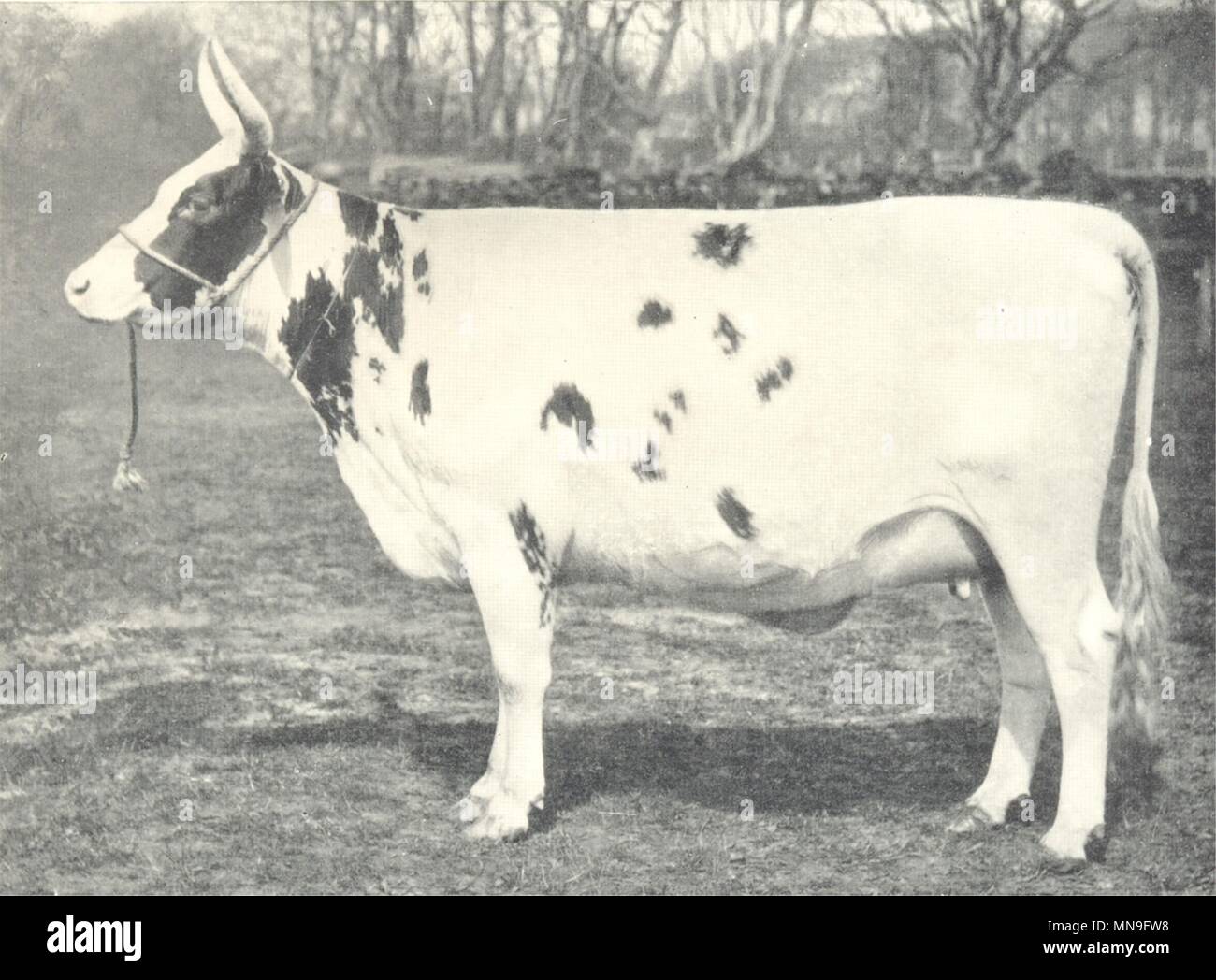 Lady cow hi-res stock photography and images - Alamy