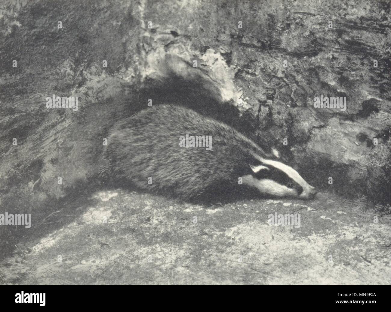 ANIMALS. A badger 1912 old antique vintage print picture Stock Photo ...
