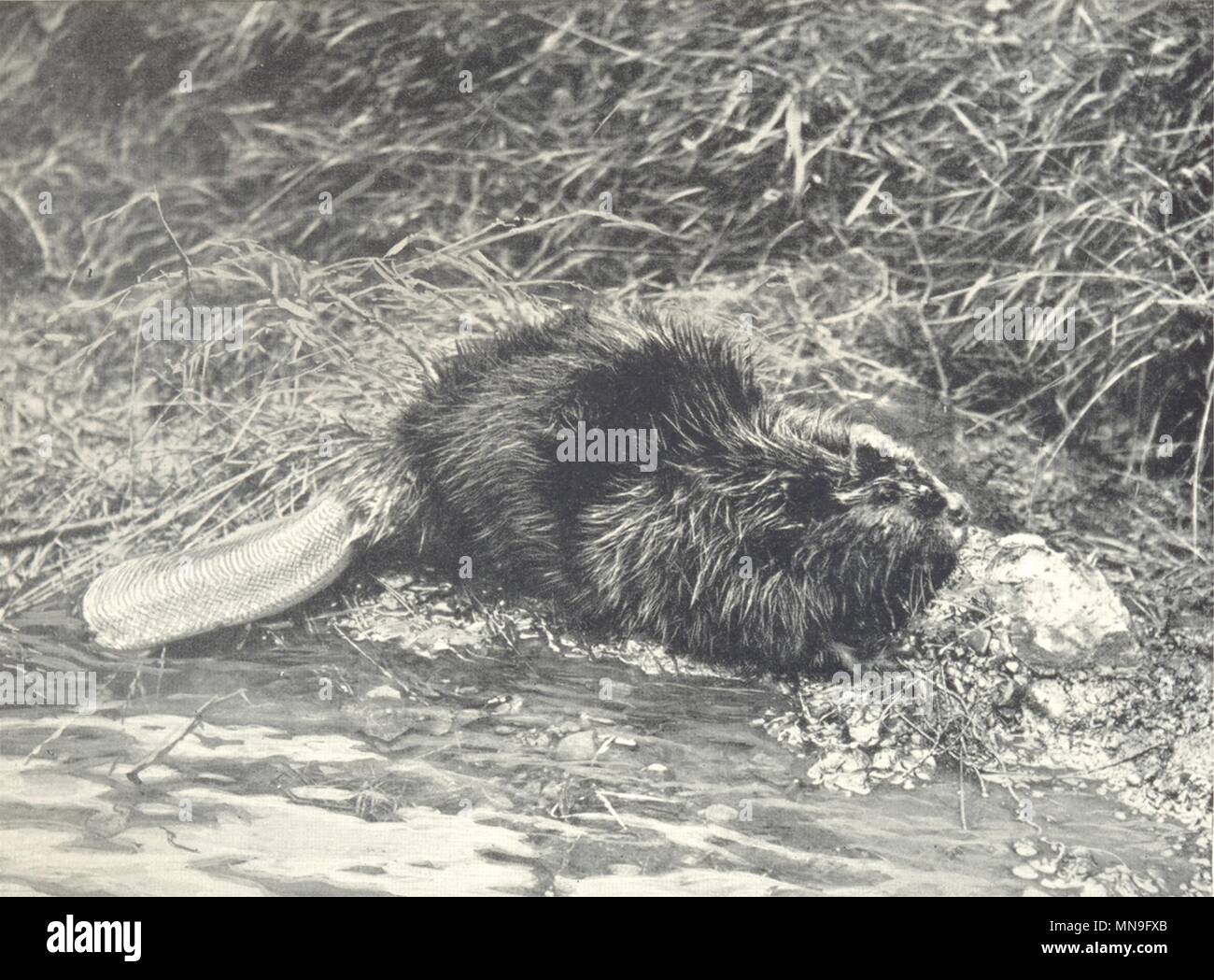 ANIMALS. A Beaver 1912 old antique vintage print picture Stock Photo ...