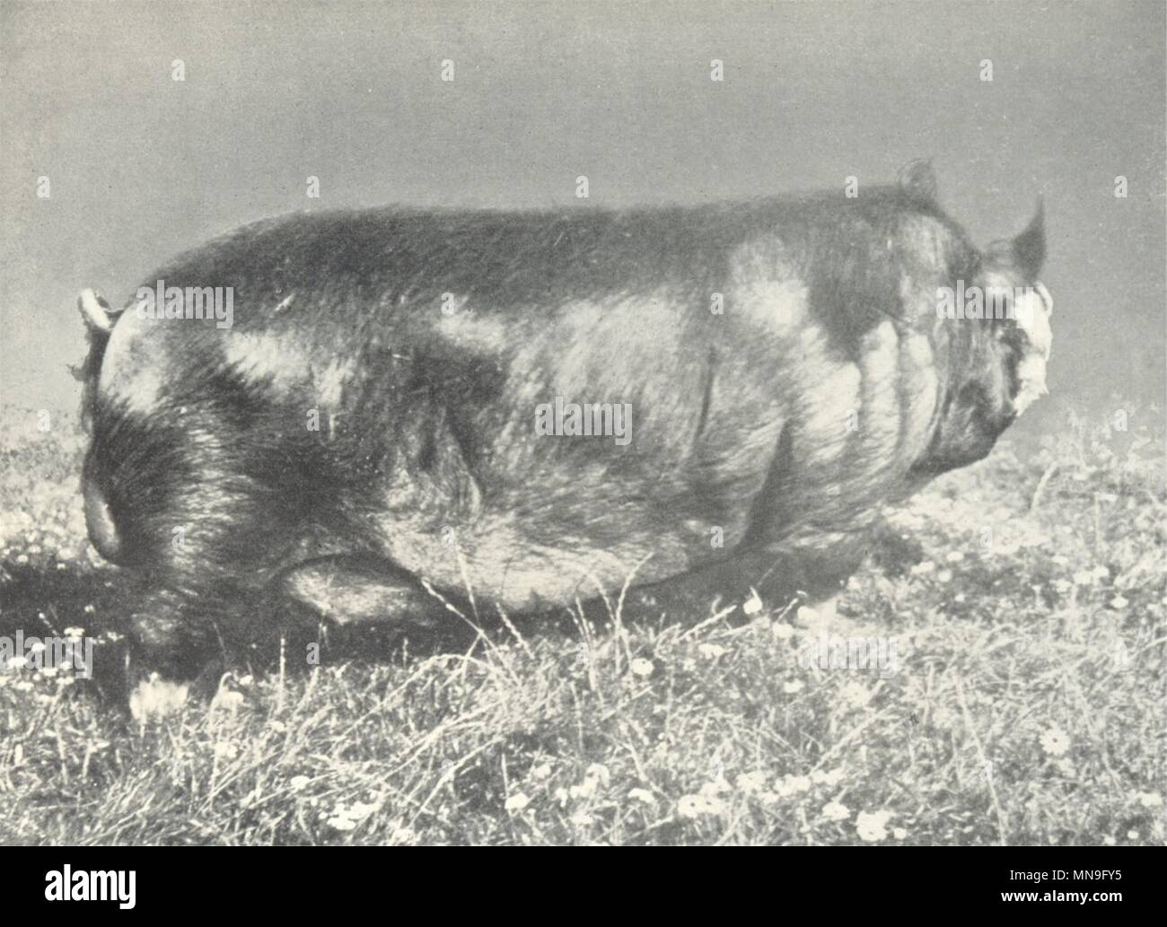 Patrick baron hi-res stock photography and images - Alamy