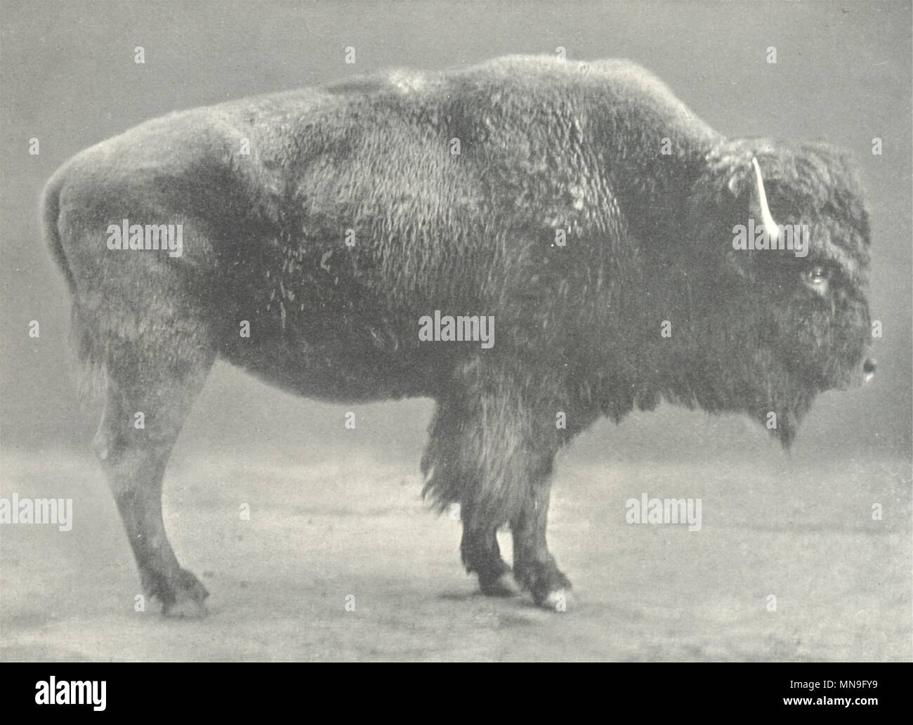 UNGULATES. American Bison 1912 old antique vintage print picture Stock ...