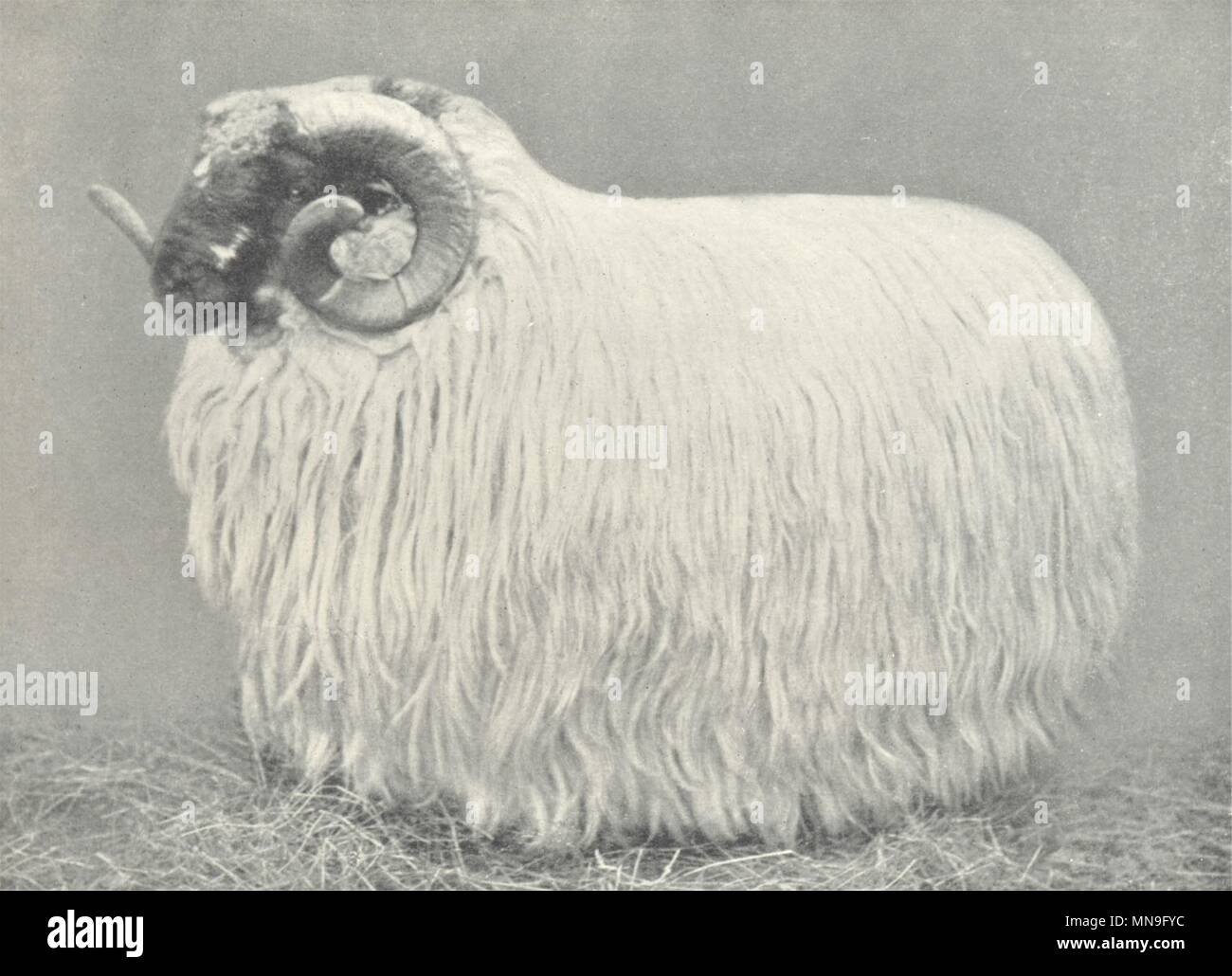 1906 1912 hi-res stock photography and images - Alamy