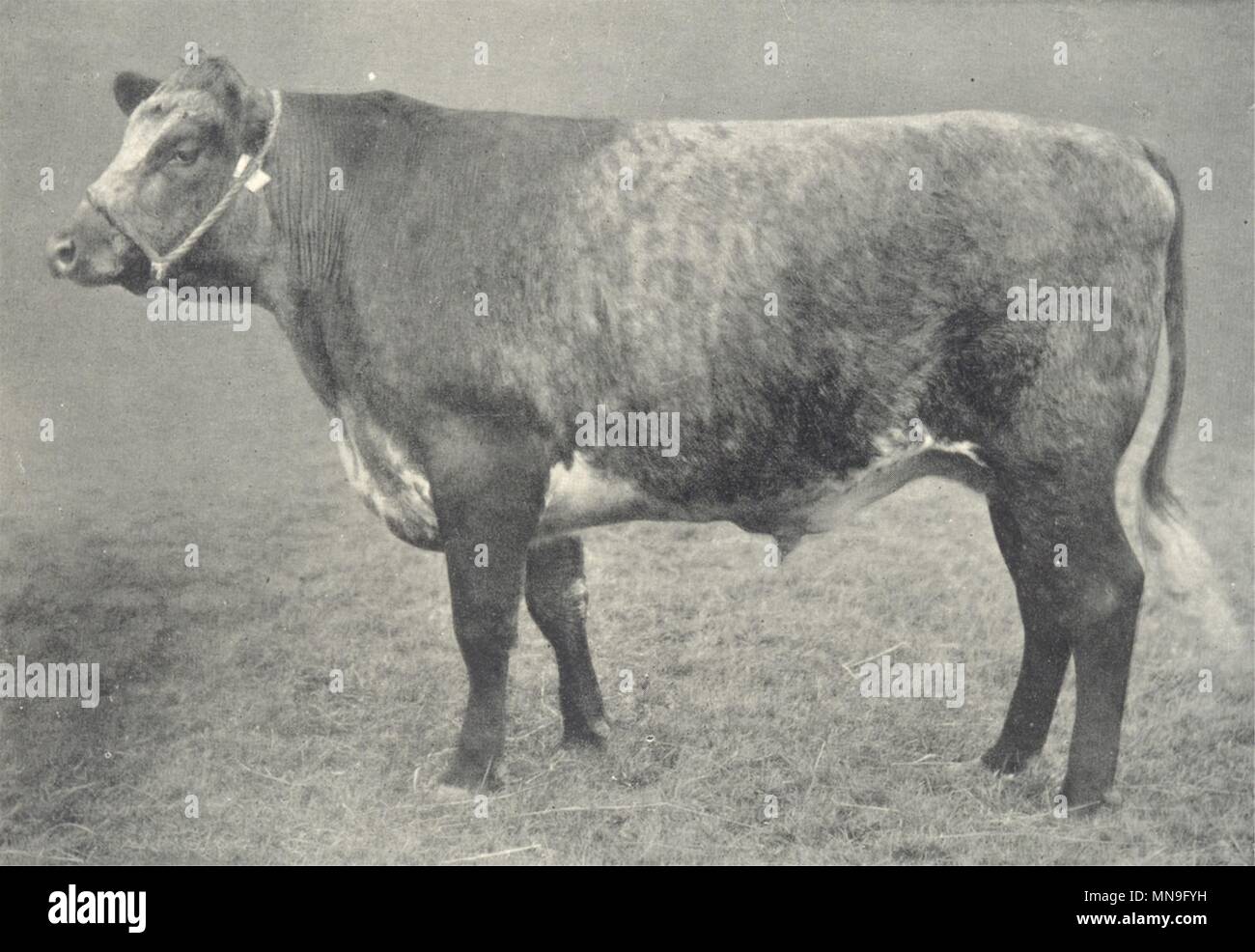 Oxen farming hi-res stock photography and images - Alamy