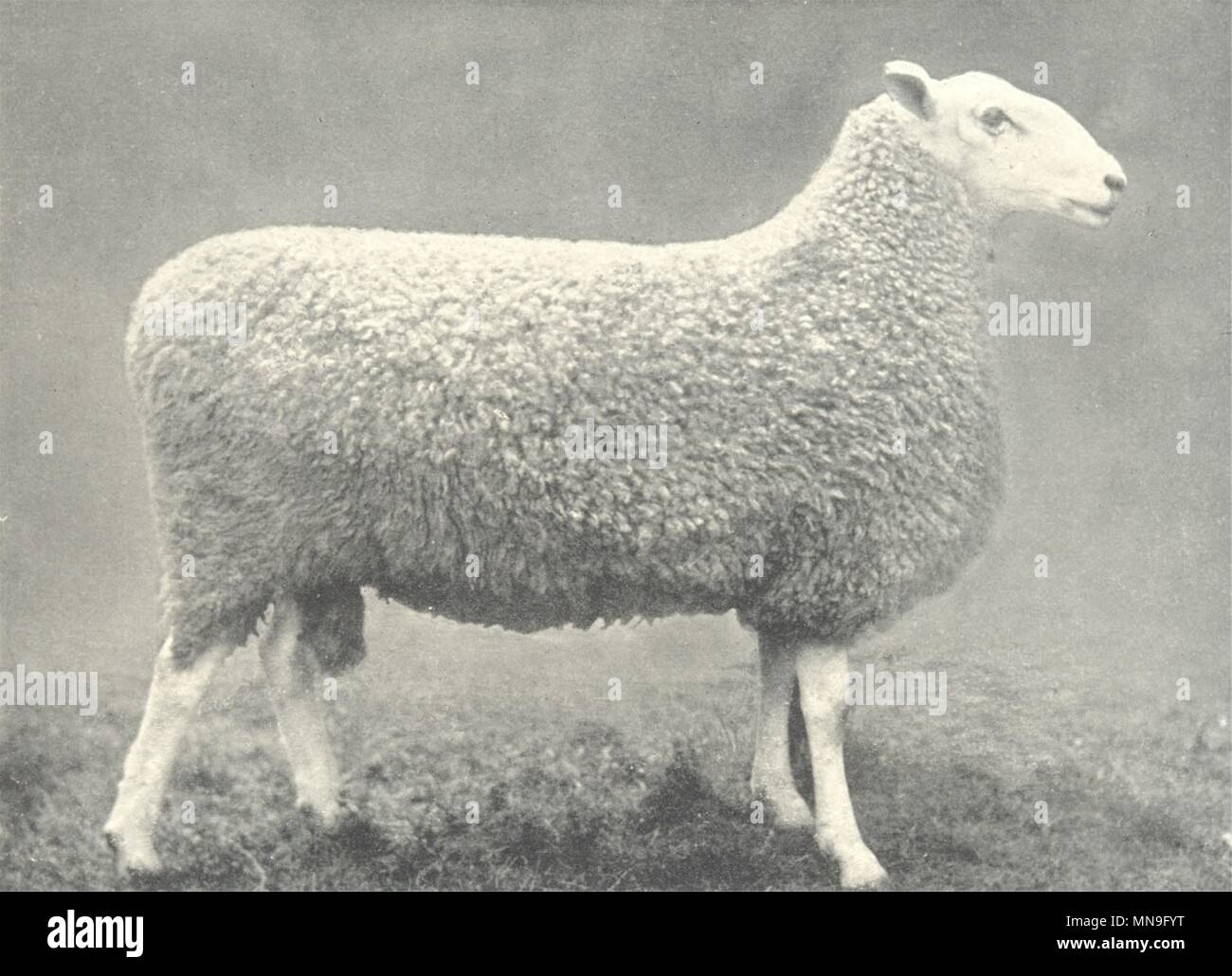 Show border hi-res stock photography and images - Alamy