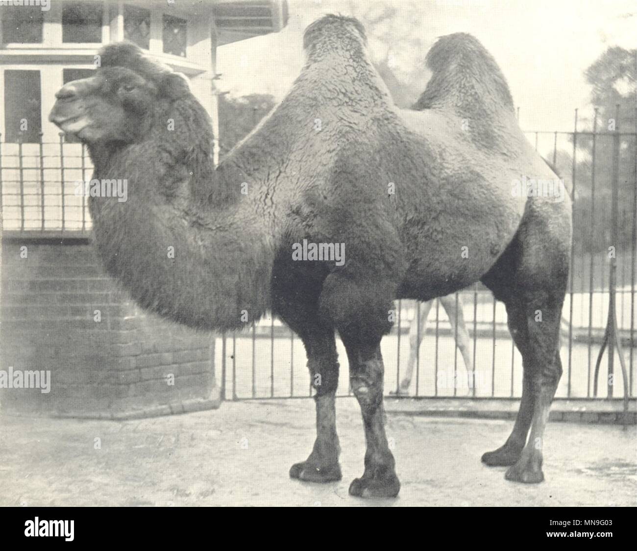 CAMELS. Bactrian Camel 1912 old antique vintage print picture Stock ...