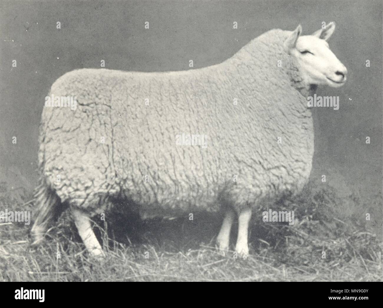 Old gimmer hi-res stock photography and images - Alamy