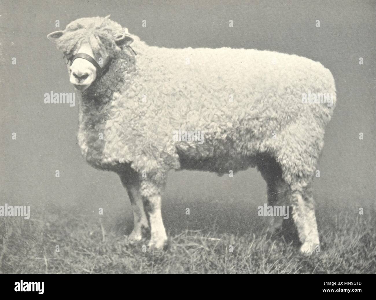 Lincoln sheep hi-res stock photography and images - Alamy