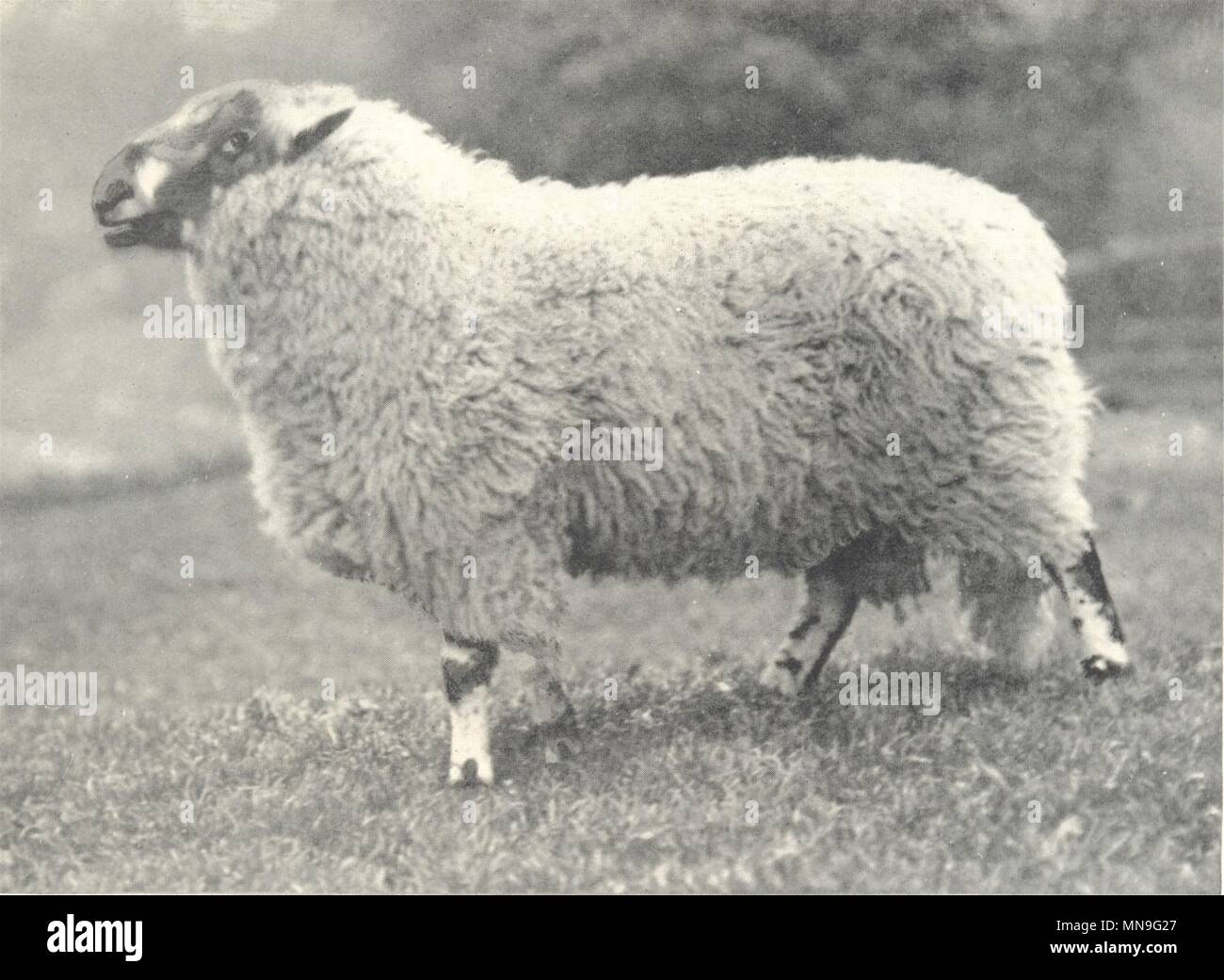 SHEEP. Champion Derbyshire Gritstone Ram-"Errwood Challenger" 1912 old ...