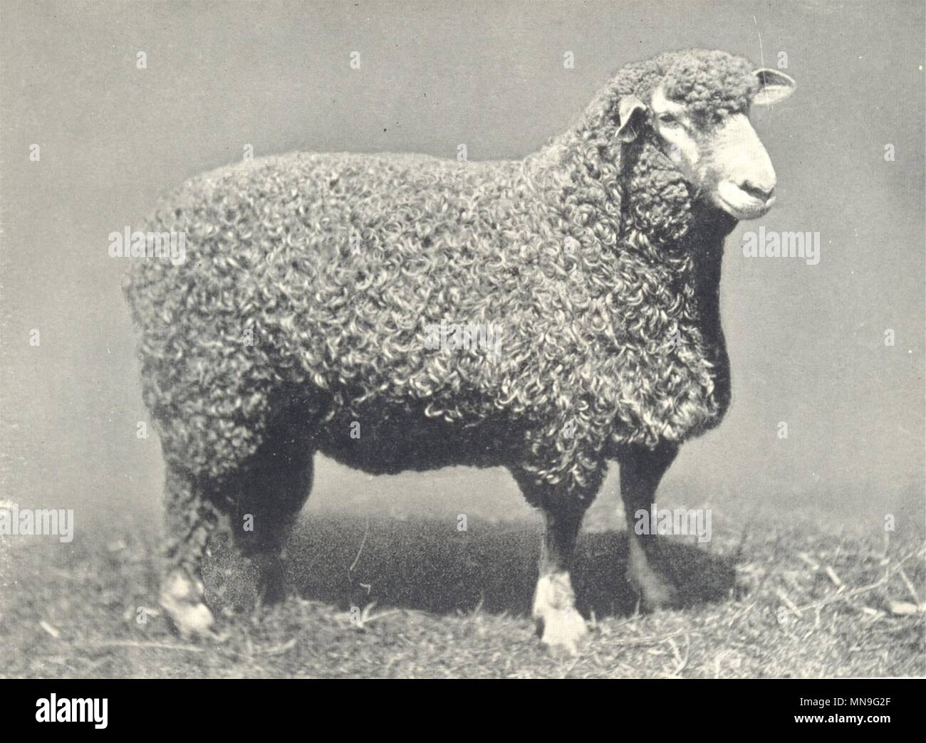 SHEEP. Devon Long-Woolled Ram, Breed champion all leading shows 1908 ...