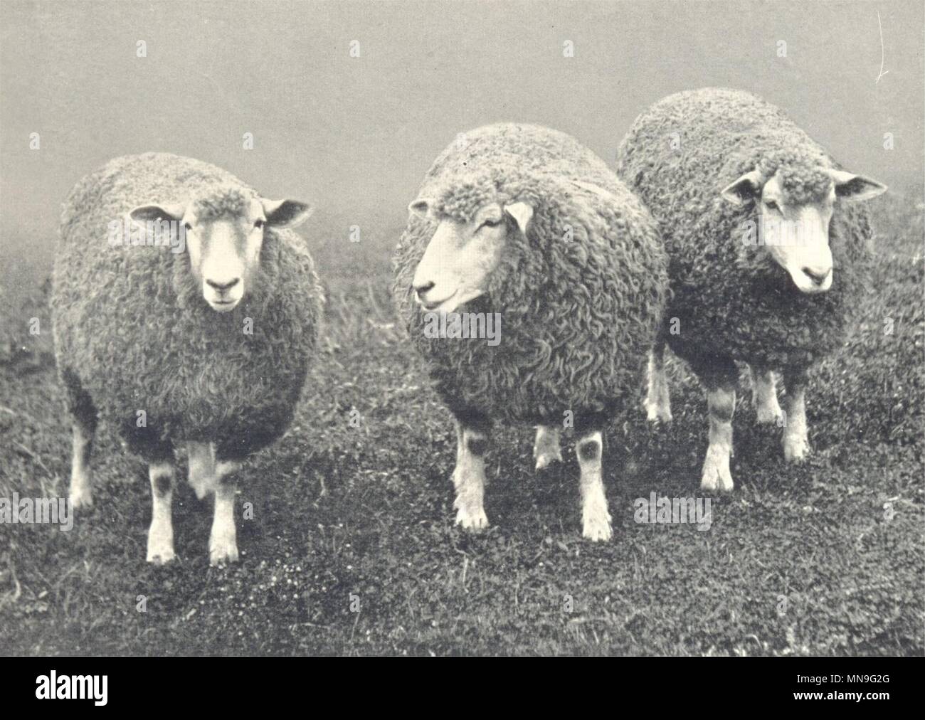 SHEEP. Devon Long-Woolled Ewes, 1st prize winners at RASE. show, 1908 ...