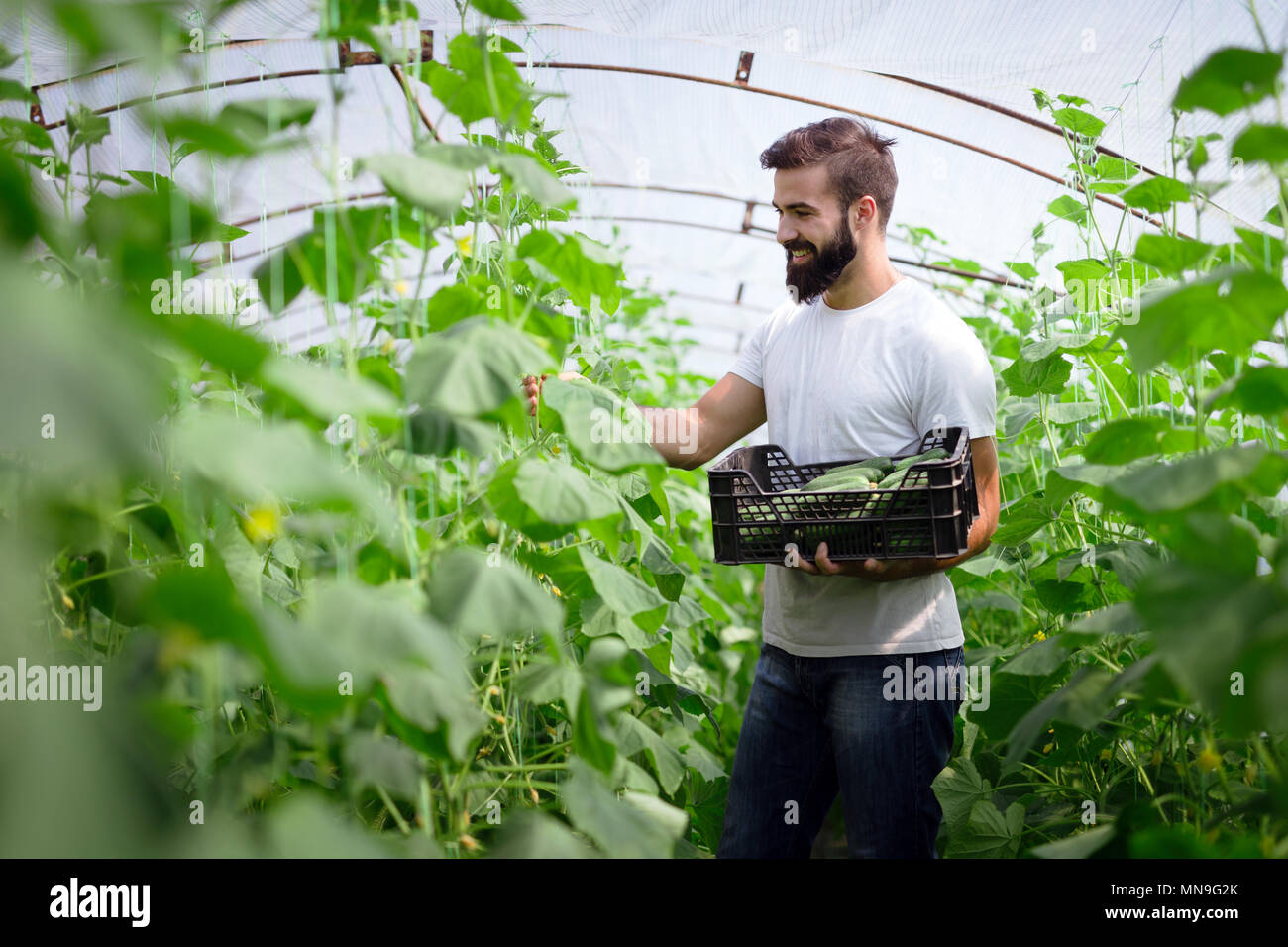 Male farmer picking fresh cucumbers from his greenhouse Stock Photo - Alamy