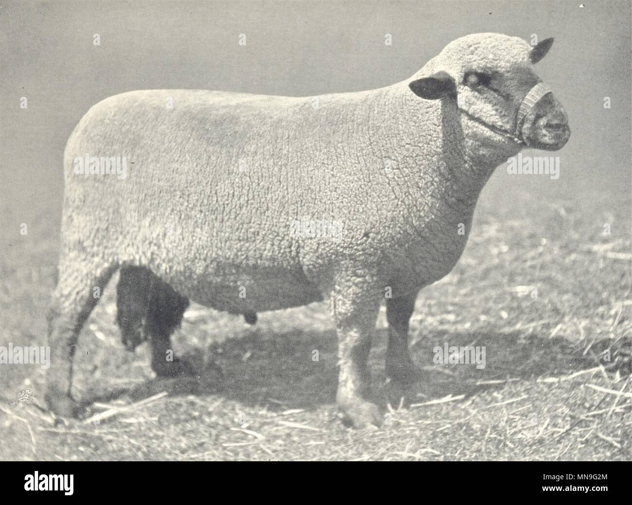 SHEEP. Dorset Down Ram, 1st At Bath and West of England show, 1908 1912 ...