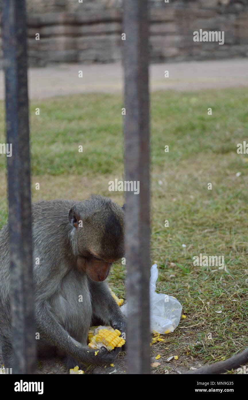 long tail macaque eating food from garbage in ancient pagoda Thailand ...