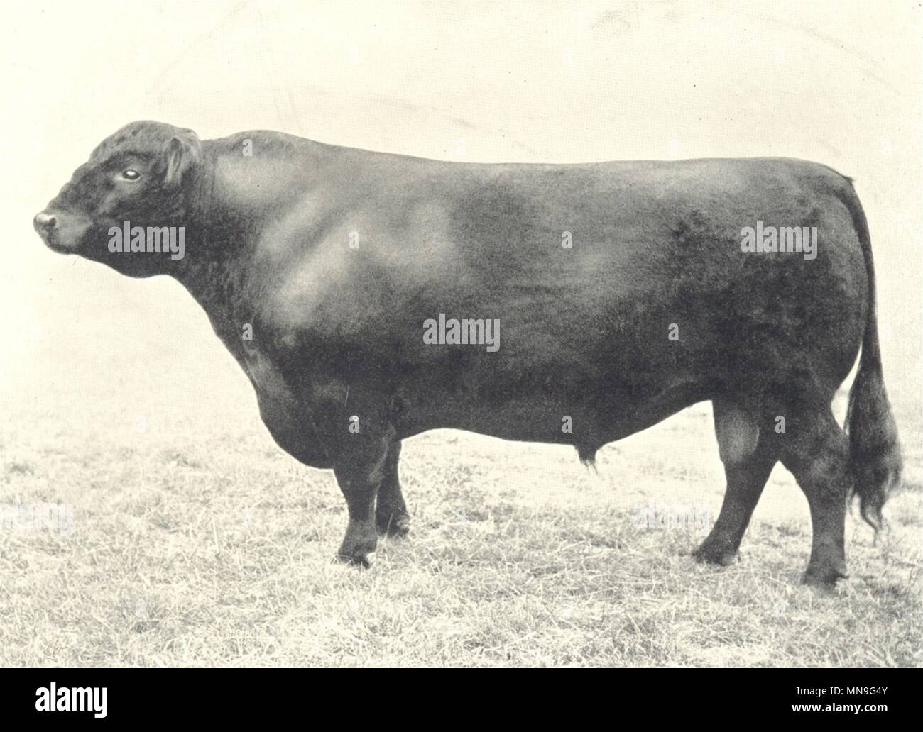 CATTLE. Galloway Bull "Excelsior" winner first prize, H&AS shows 1901-3 ...