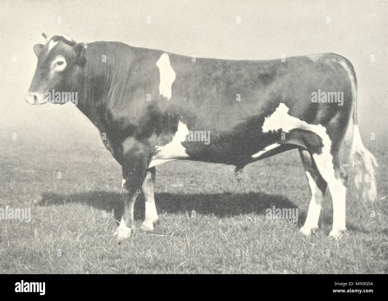 Guernsey Bull