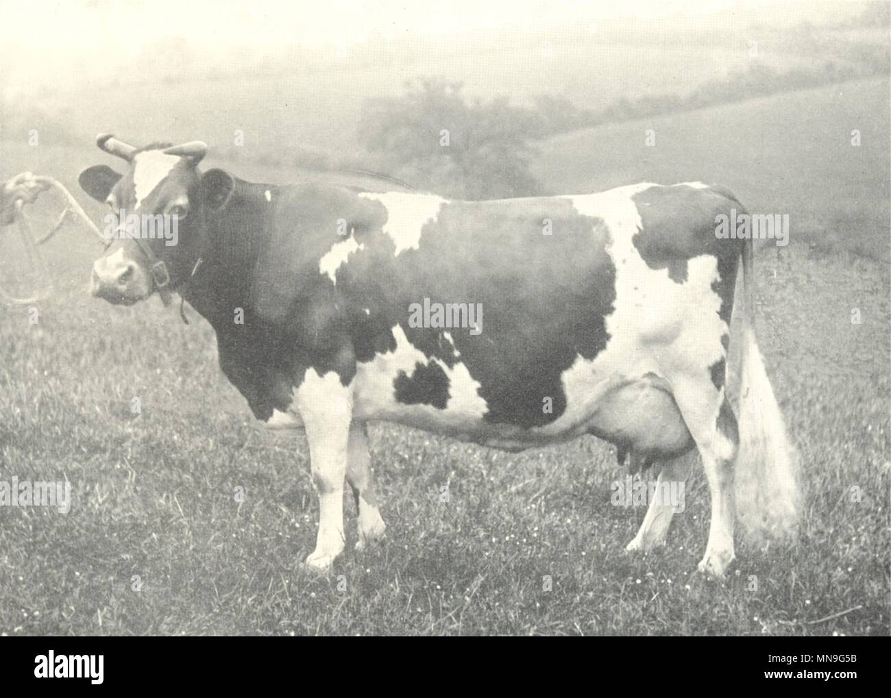 CATTLE. Guernsey Cow "FI FI" winner of 1st prize RASE show 1908 1912 ...