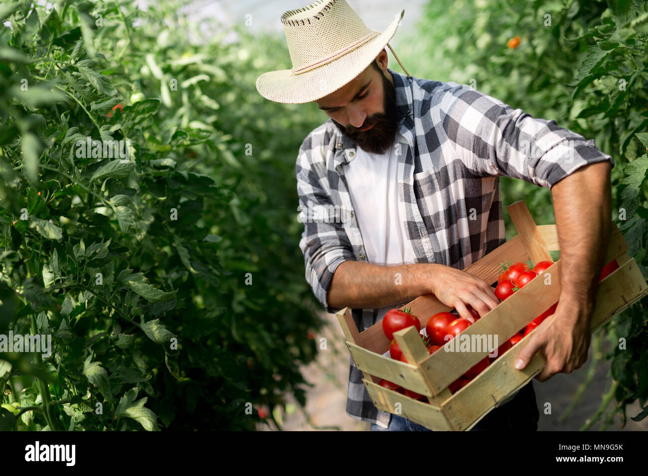 Male farmer picking fresh tomatoes from his hothouse garden Stock Photo - Alamy