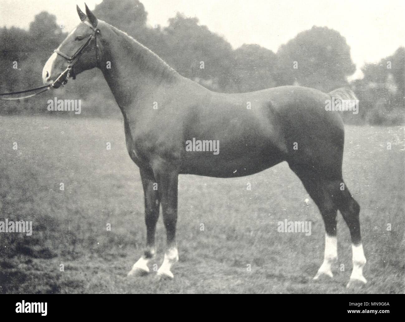 HORSES. Hackney Mare-"Ophelia's Daughter Grace" Royal Lancs show, 1908 ...