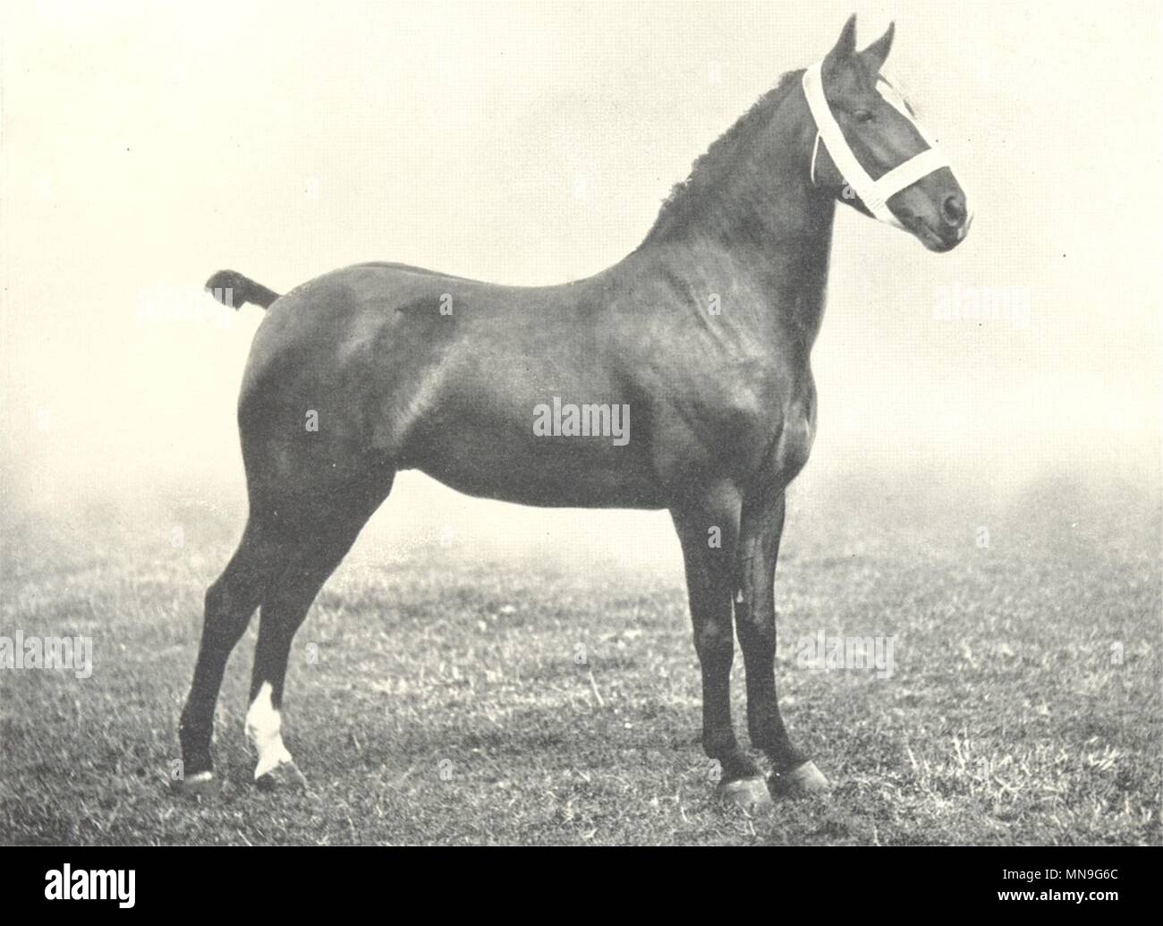 HORSES. Hackney Pony Mare-"Fylde Classic" winner of Numerous prizes ...