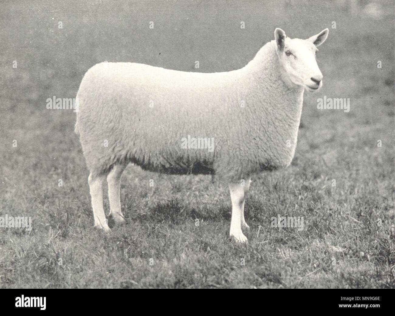 SHEEP. Half-Bred Ewe winner prize president's medial. A. S. show, 1907 ...