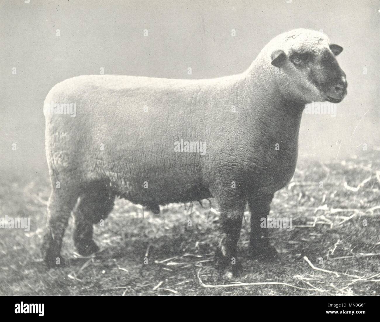 Hampshire down sheep hi-res stock photography and images - Alamy